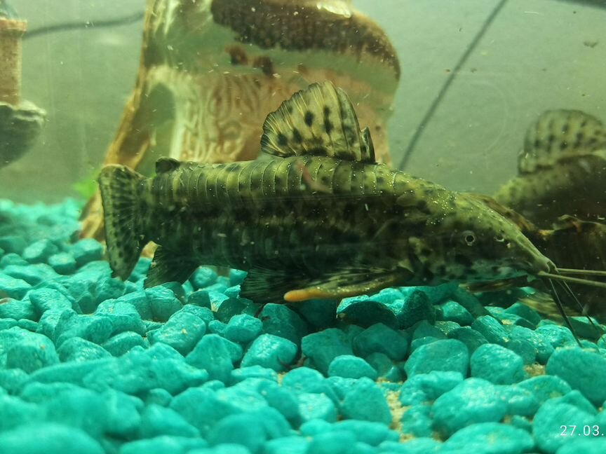 Рыба сом таракатум