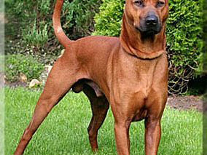 Тайский риджбек