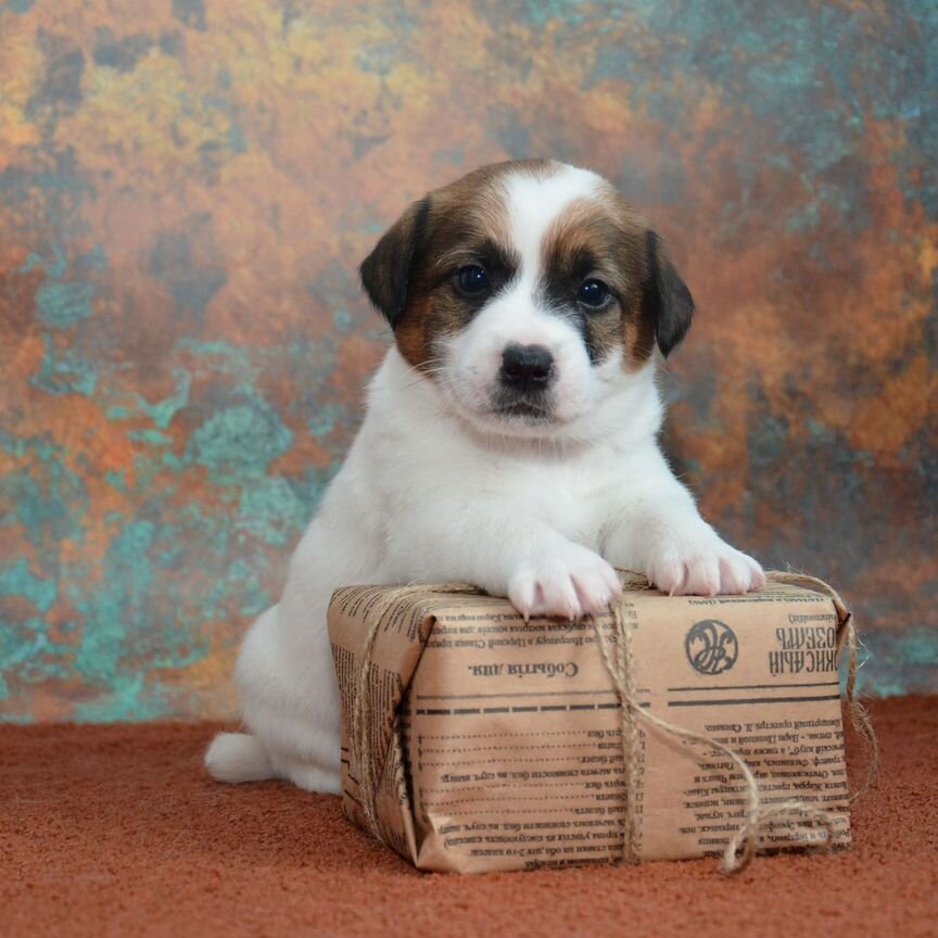 Классный малыш джек рассел терьер РКФ