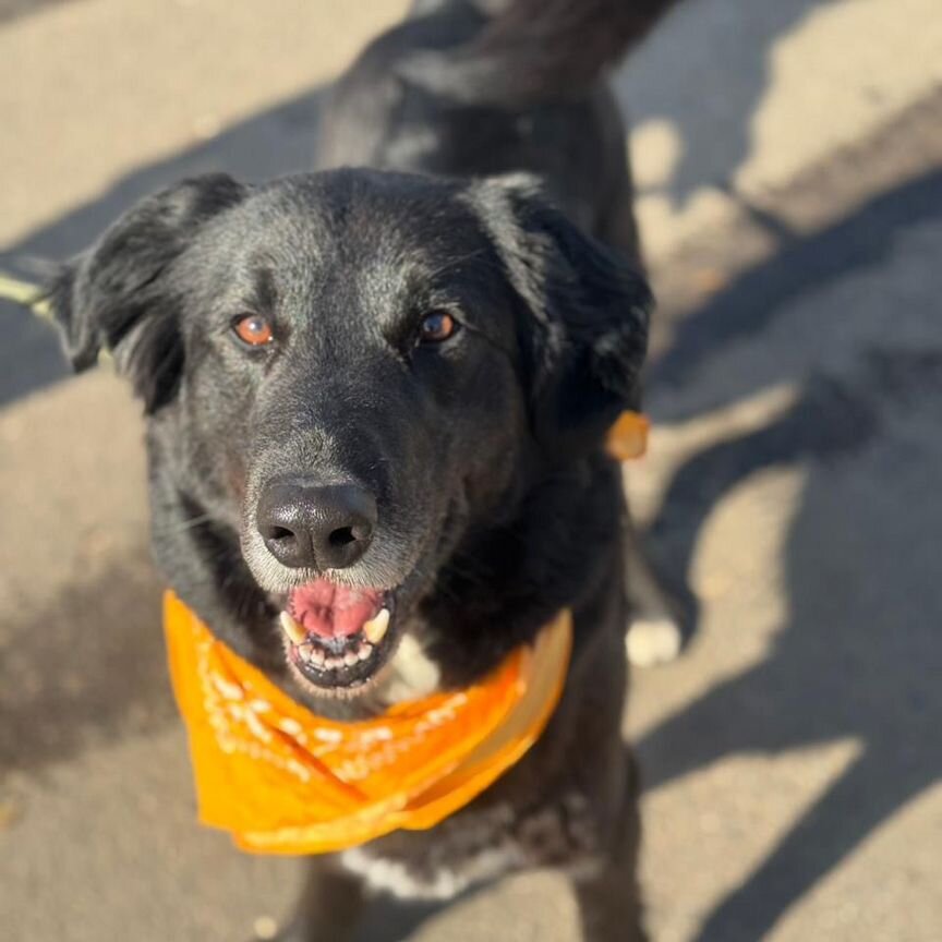 Кайзер. Пес из приюта в семью