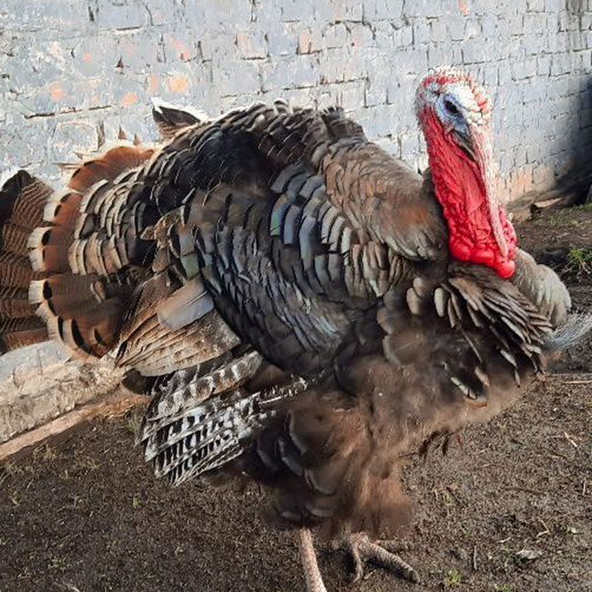 Индюки живым весом