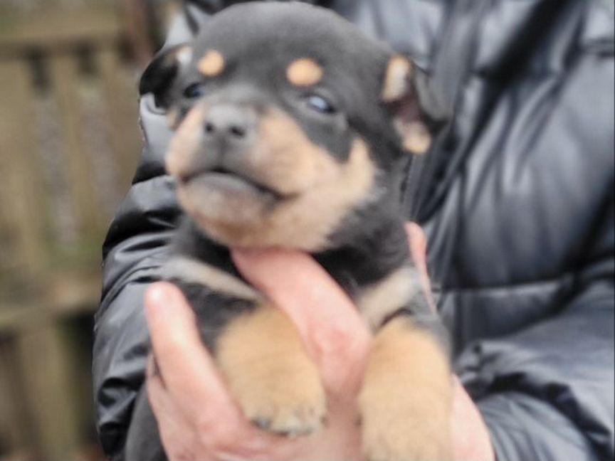 Щенок девочка мелкаш