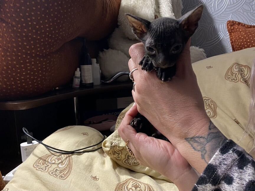 Донской сфинкс велюр котята