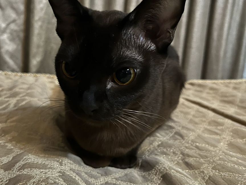 Продается взрослая кошка. Бурма