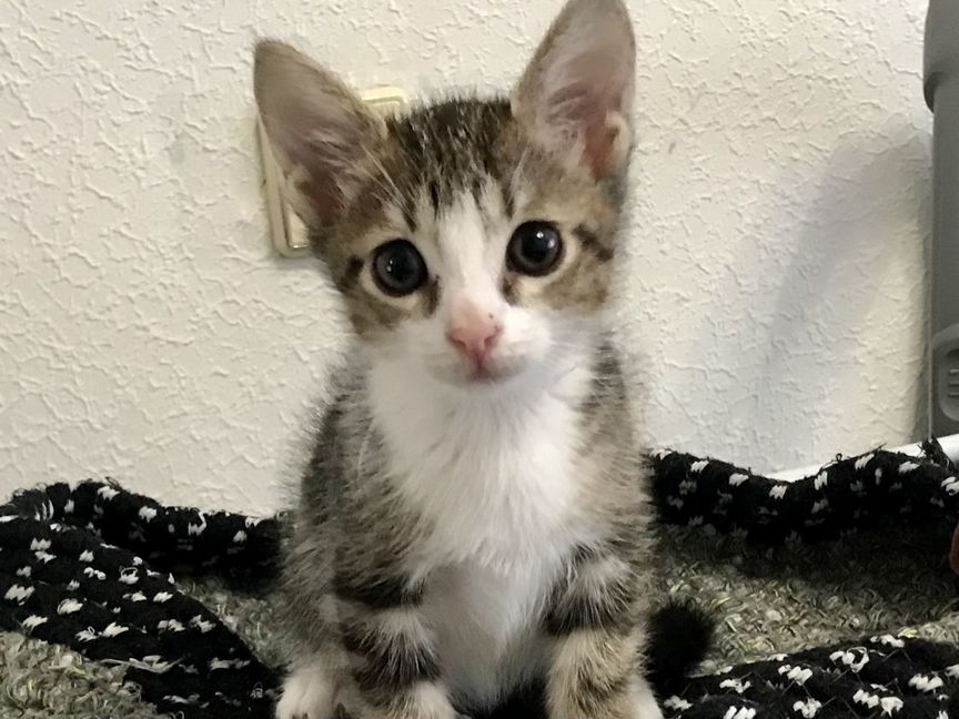 Кото мальчик