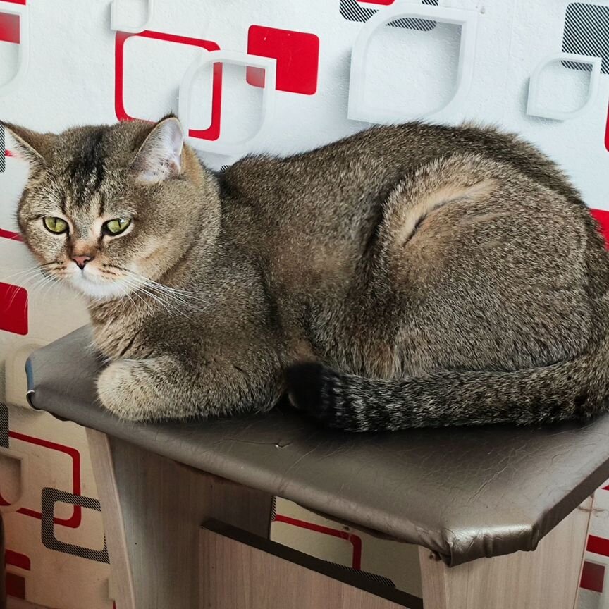 Кошка