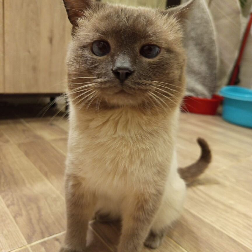 Кот Лаки