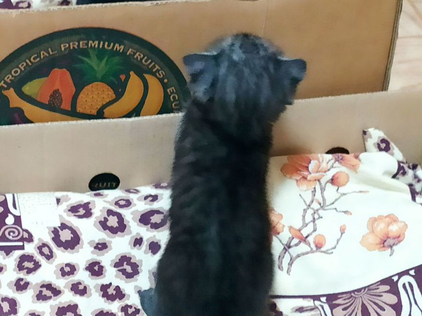 Кошки породистые