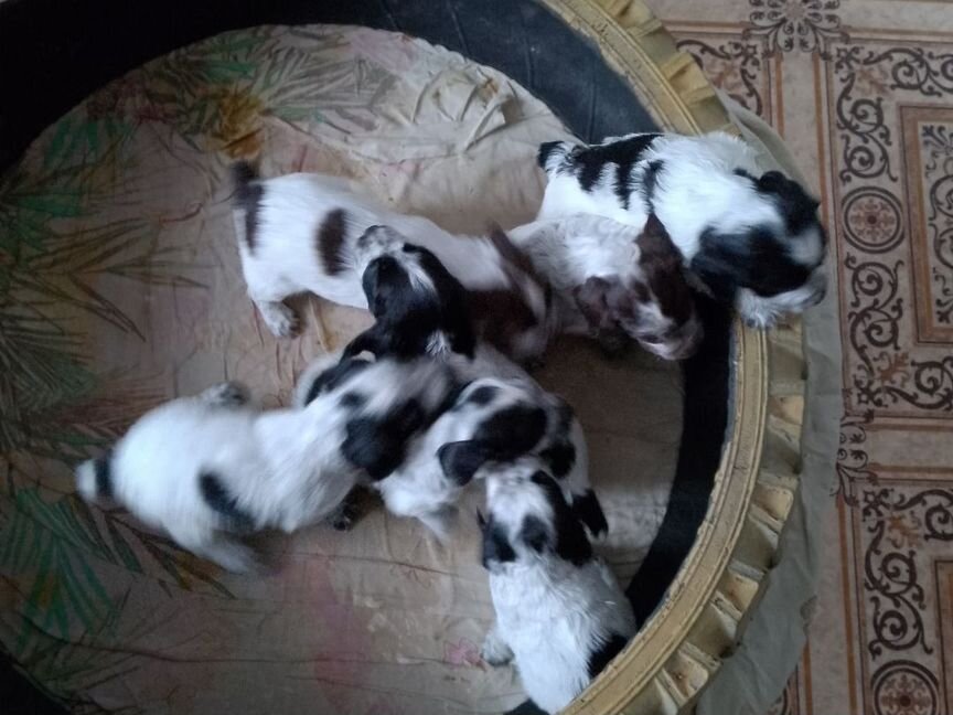 Русский спаниель