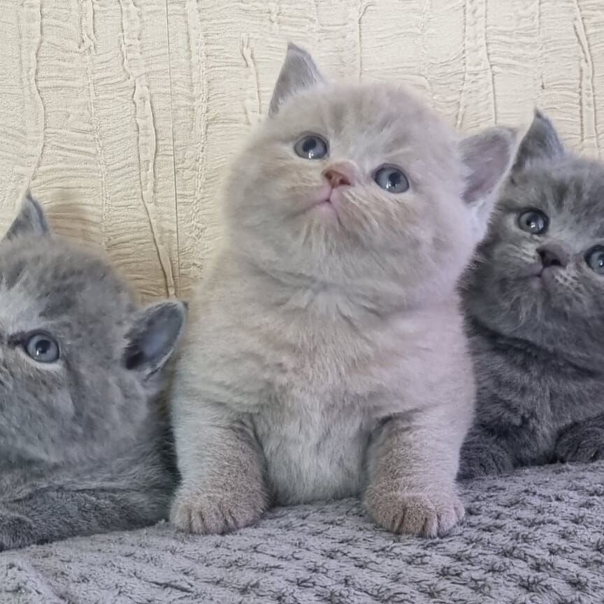 Шотландская