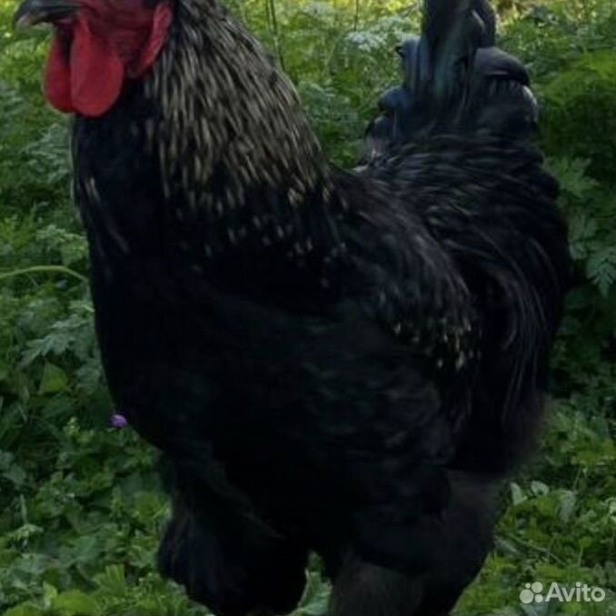 Петух помесной Петух Брама Куропатчатая Гусь линда