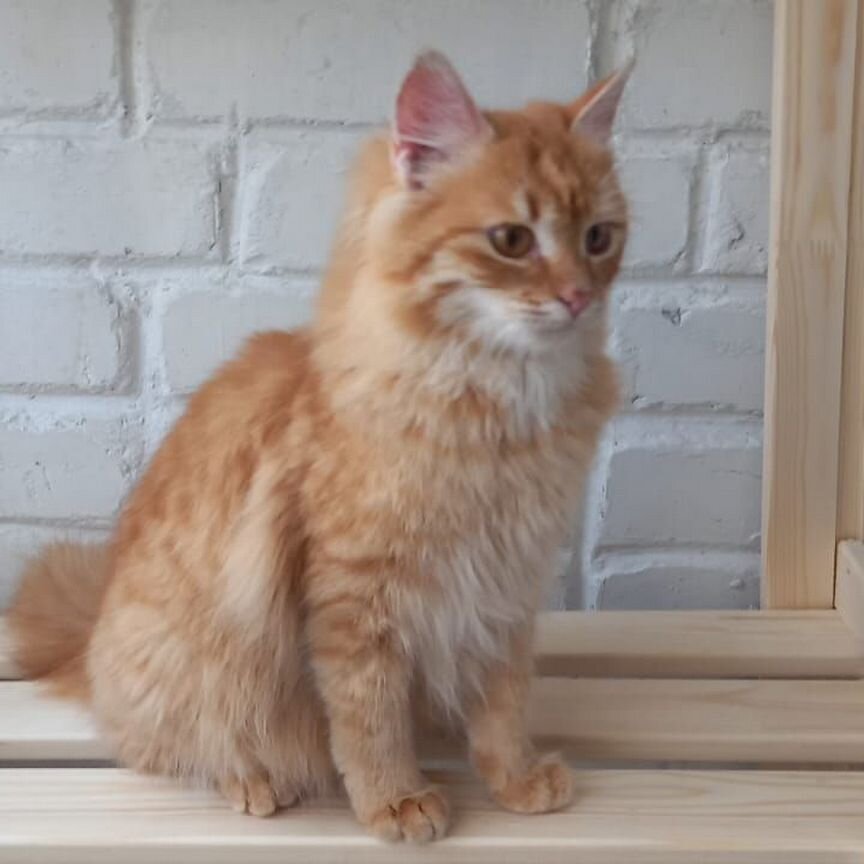 Котенок Симба, 3 мес., ищет семью