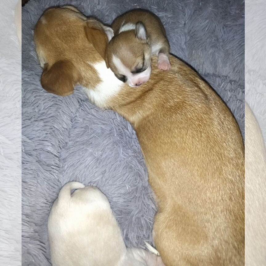 Щенки чихуахуа