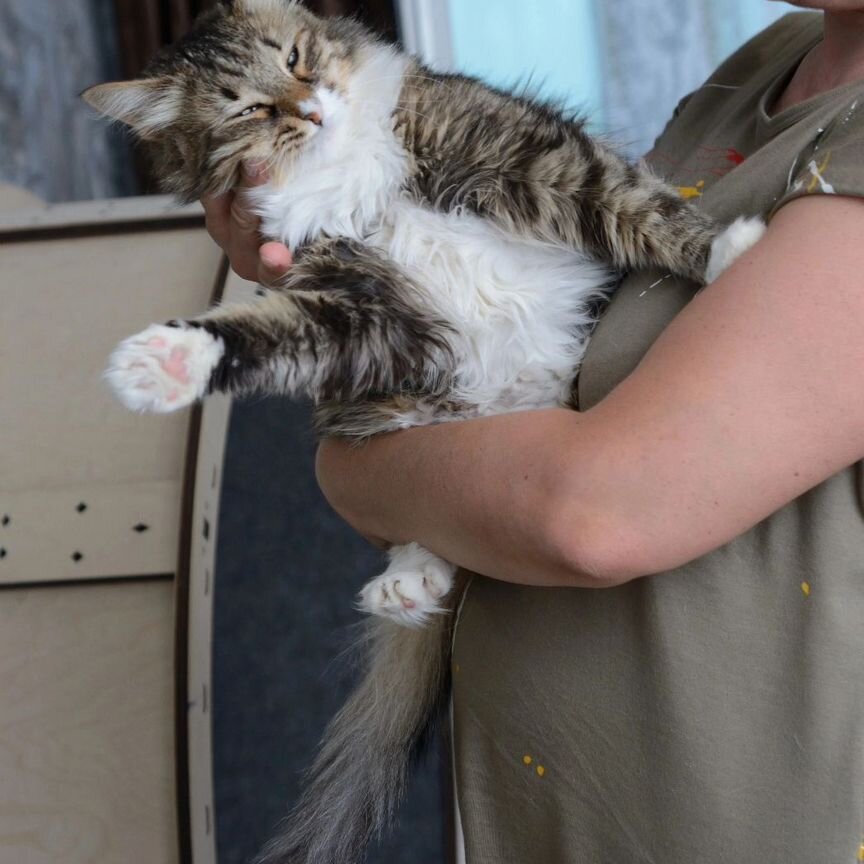 Пушистая кошка