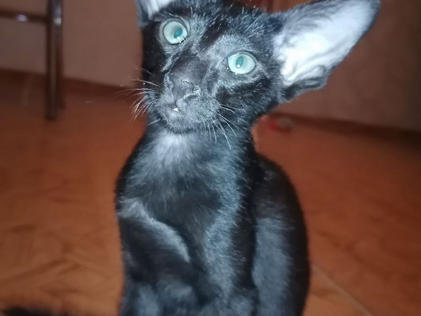 Ориентальные котята