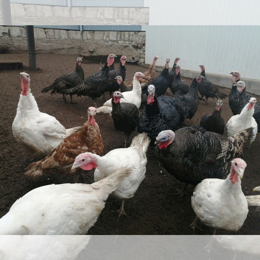 Индюки живым весом