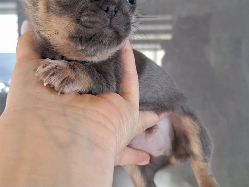 Голубой с подпалом мальчик