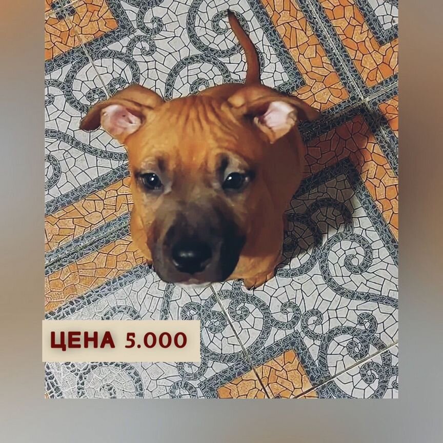 Американский питбультерьер, щенок