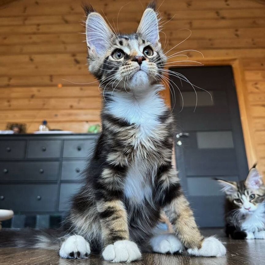 Котенок мальчик мейн-кун