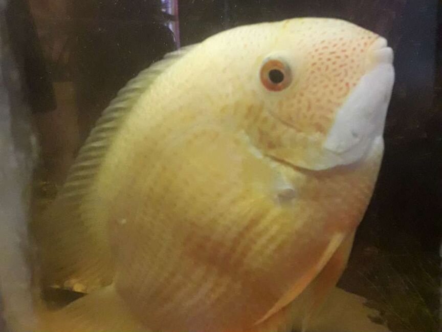 Продам самца северума