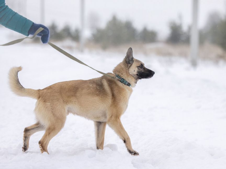 Харли небольшой песик