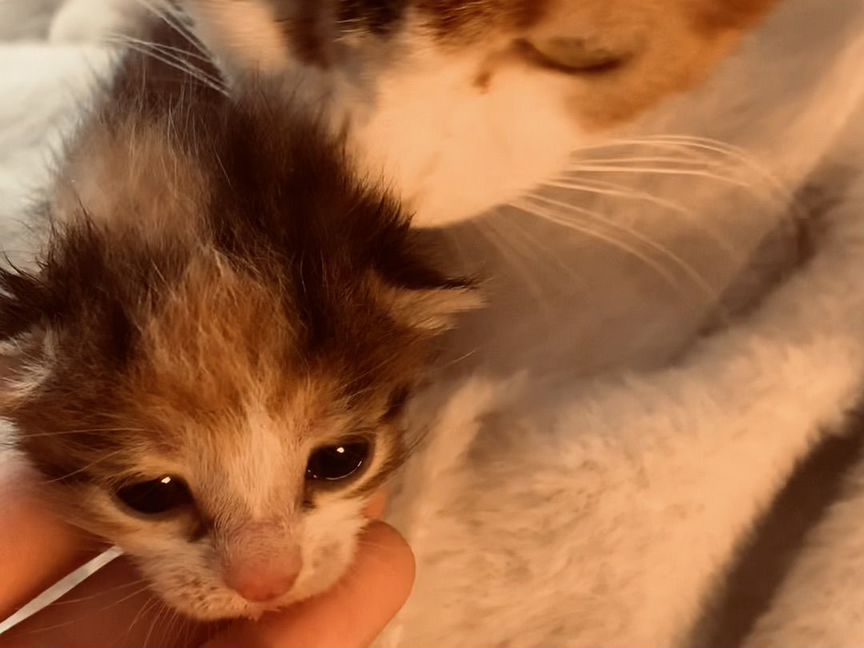 Трехцветный котенок (девочка)