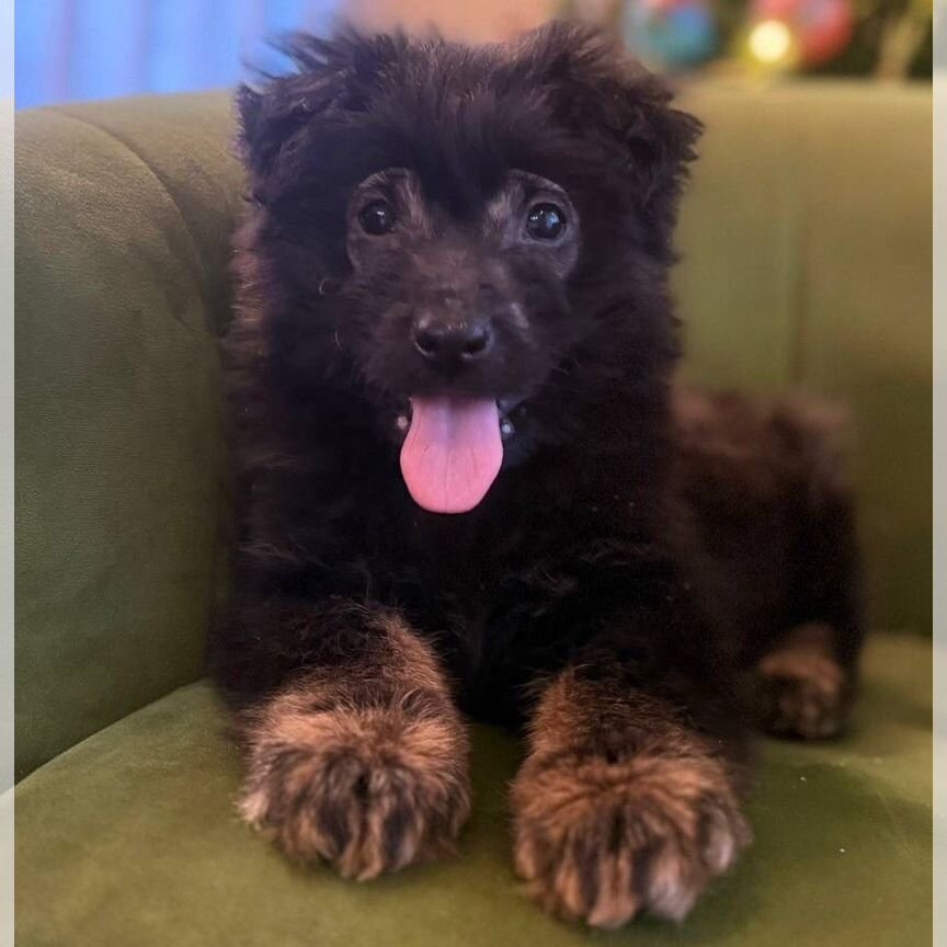 Щенок в добрые руки