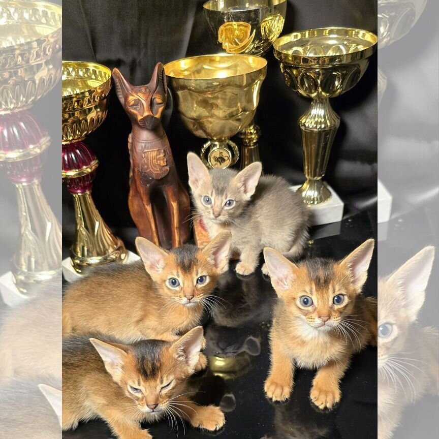 Абиссинский котёнок