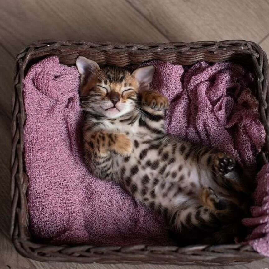 Редкие котята Бенгал