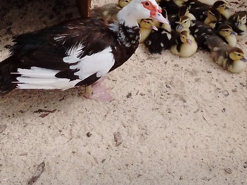 Продам утят индоутки