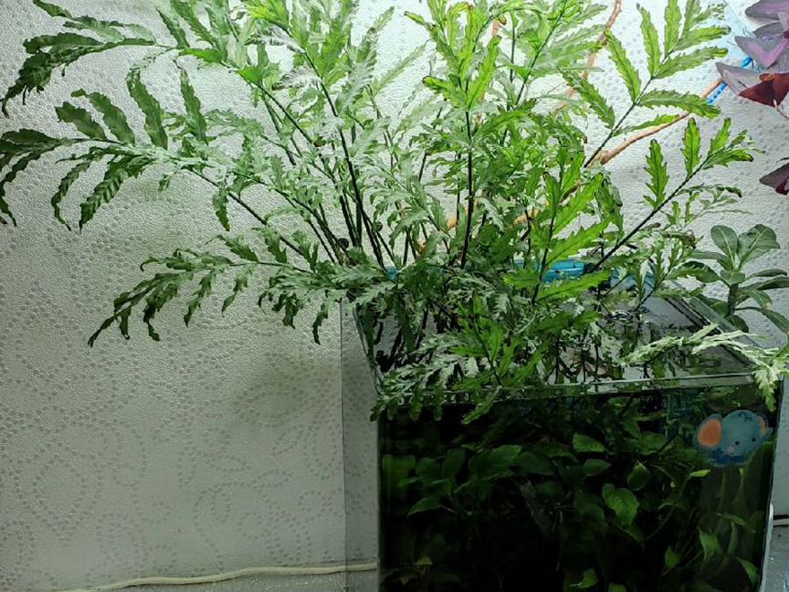 Папоротник болбитис