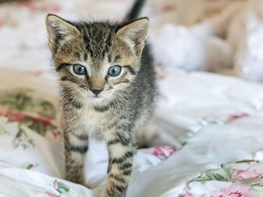 Очаровательный мальчишка котенок