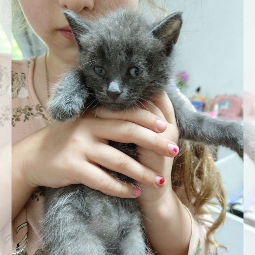 Отдаю котят в хорошие руки
