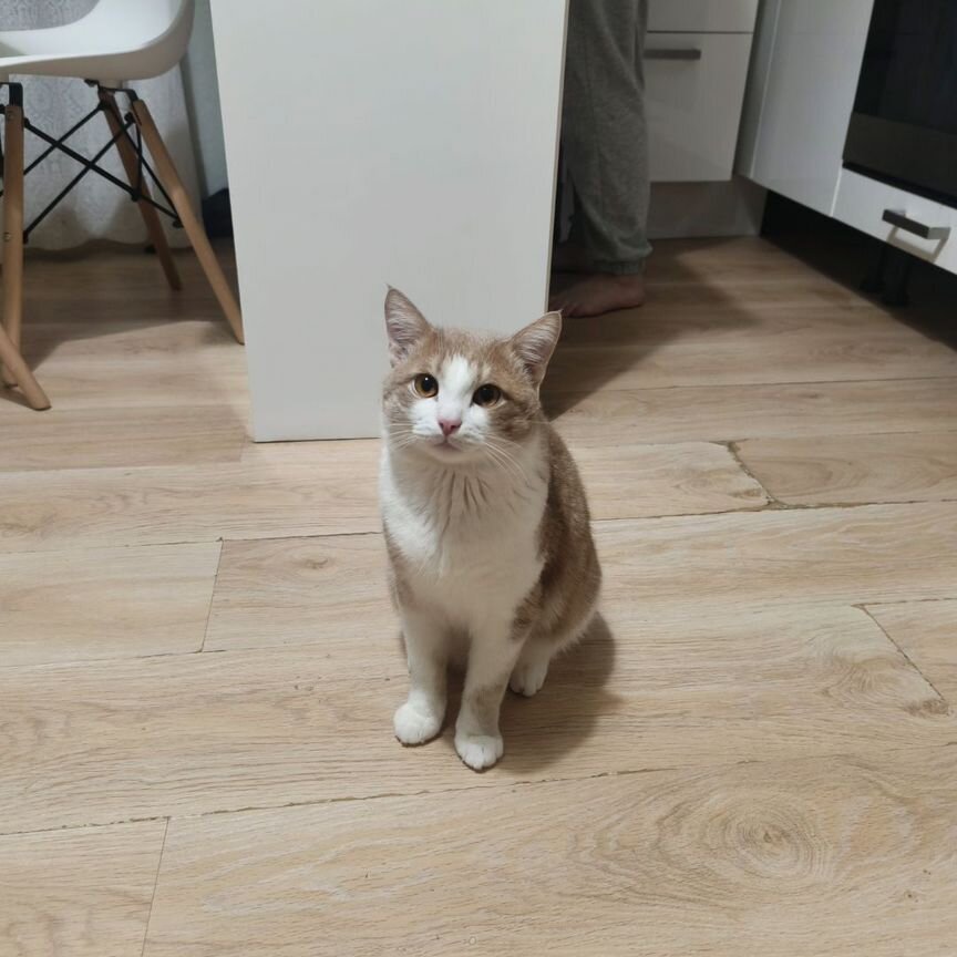Кот Лёва