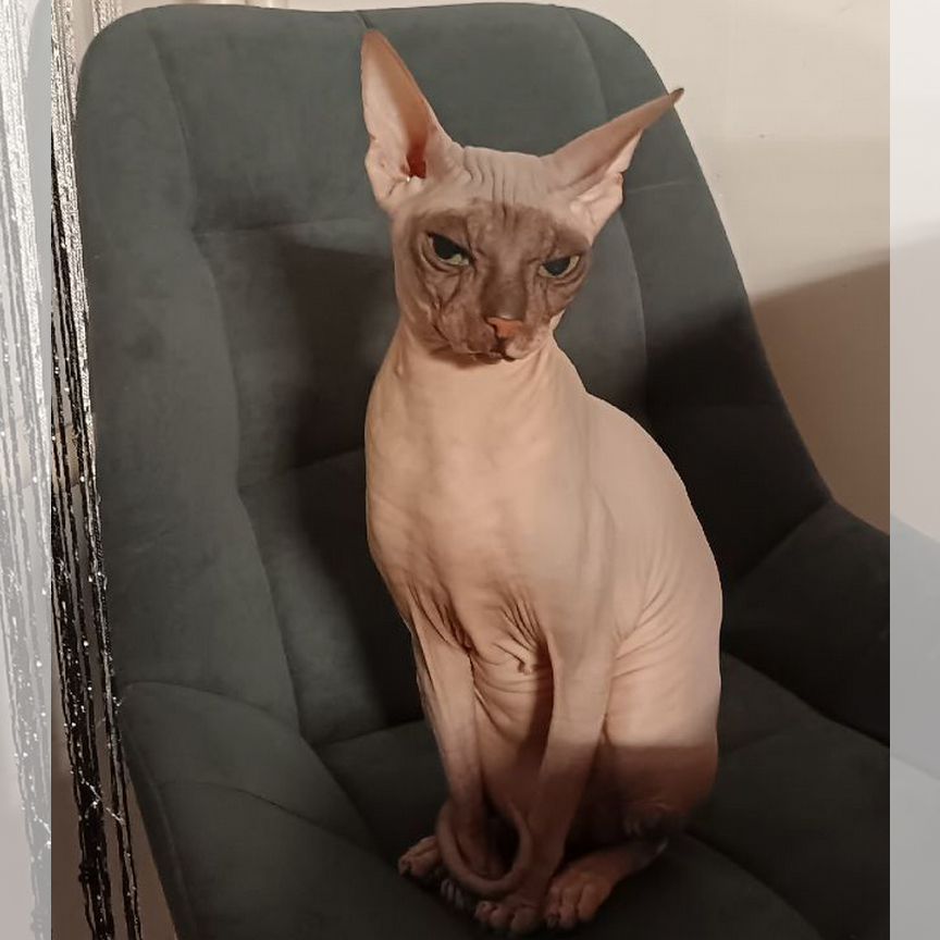 Донской сфинкс, взрослая кошка