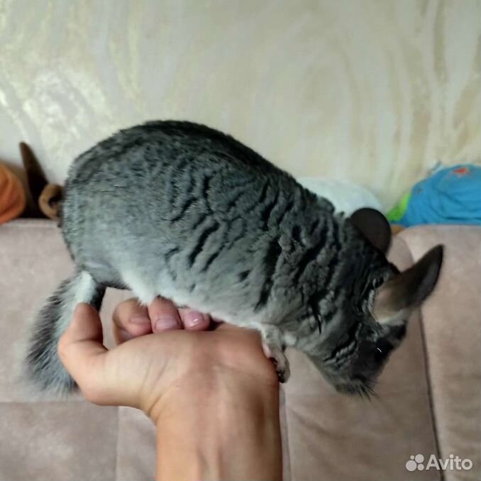 Шиншилла мальчик 1-4месяца