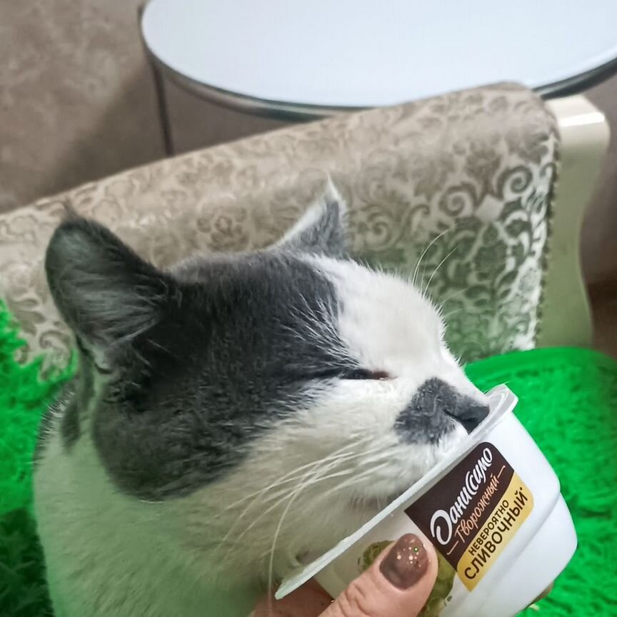 Манчкин, взрослый кот