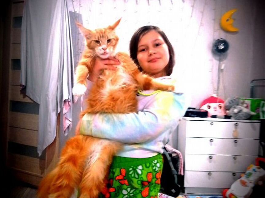 Кошка мейн-кун в совладение