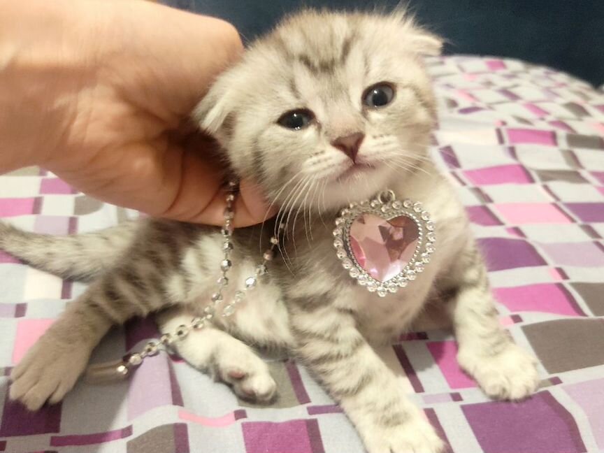 Шотландская вислоухая котята