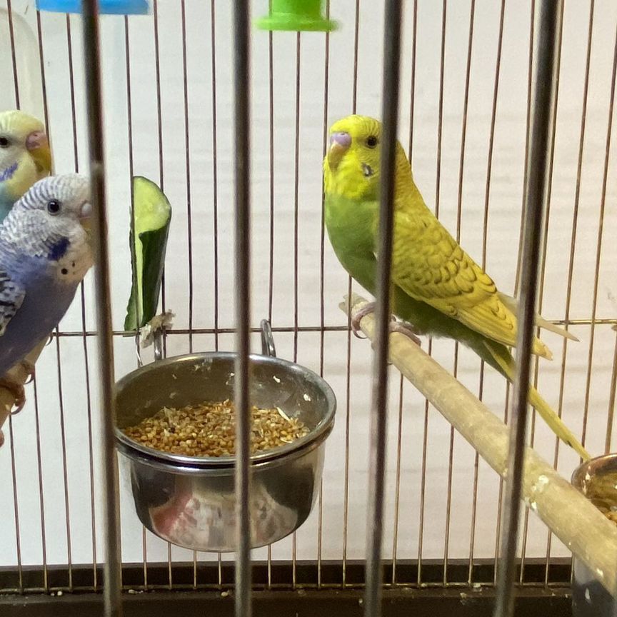 Птенцы волнистый попугай