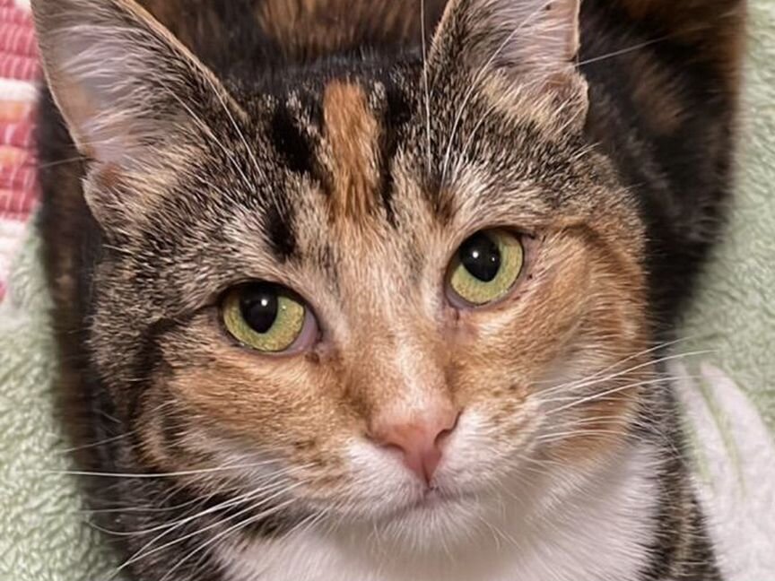 Ласковые комочки