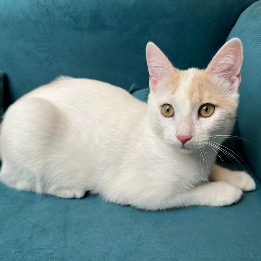 Котенок Оникс, 5 мес