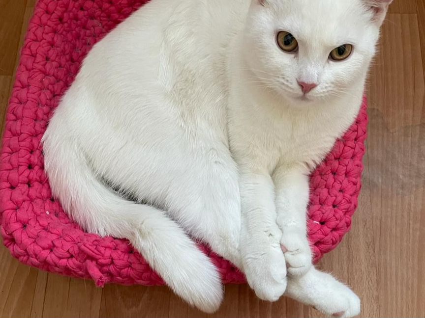 Милой Белле нужен дом