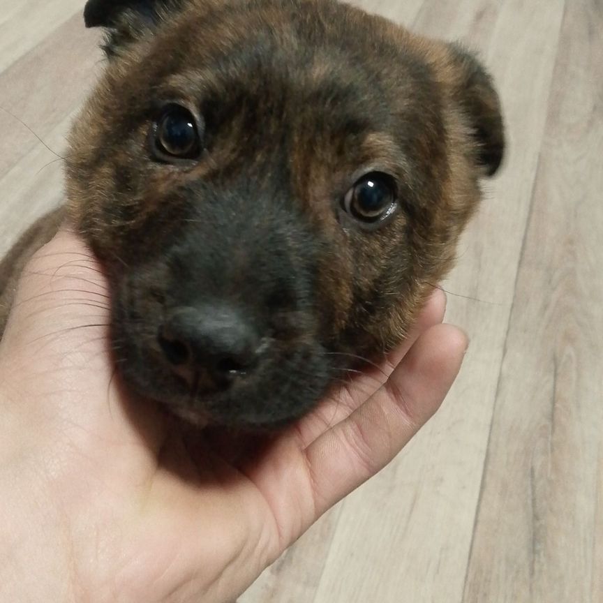 Одам шинка овчарка бельгийская