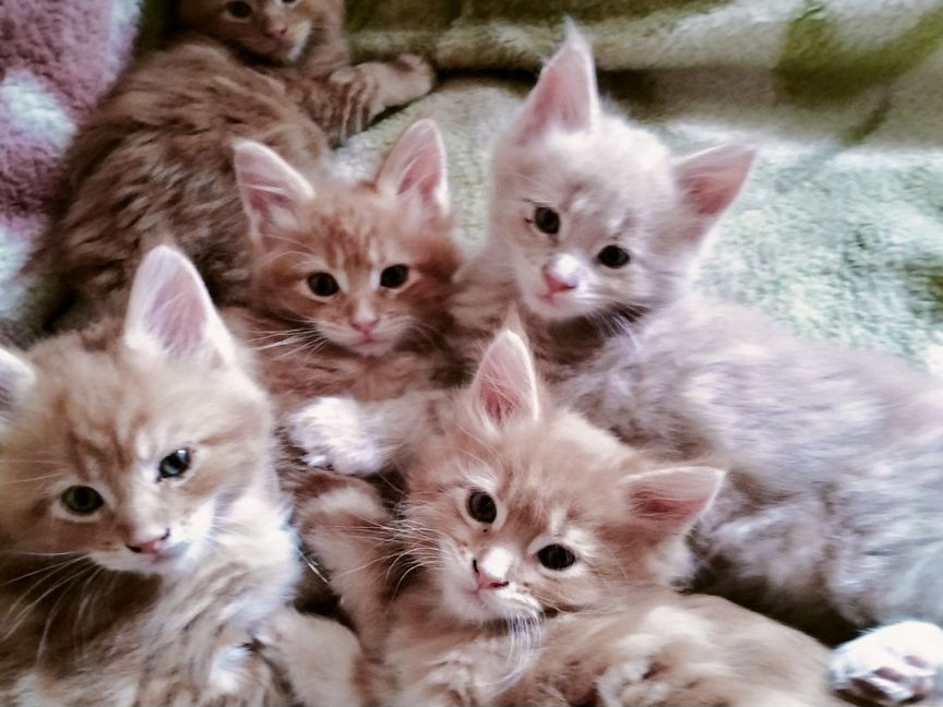Котята мейн-кун рыжие