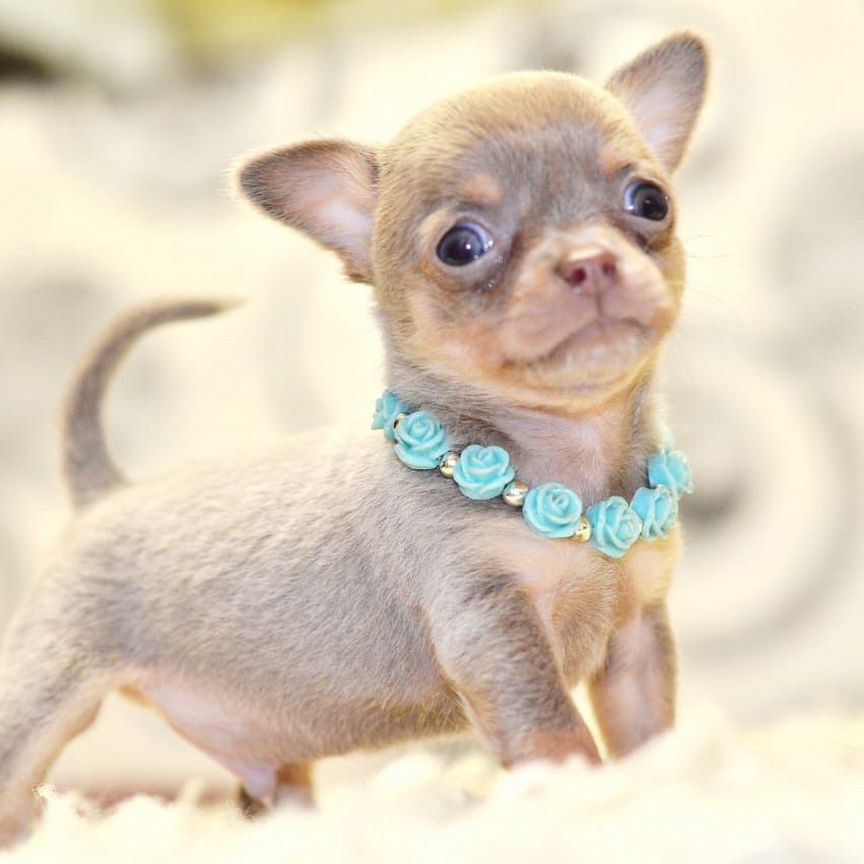 Чихуахуа лиловый мини малыш