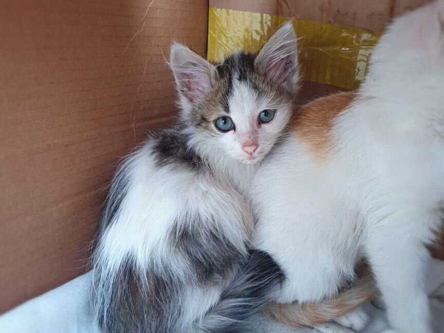 Котёнок, котик в добрые руки