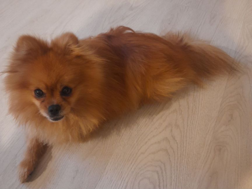 Продам померианский шпиц 6тр