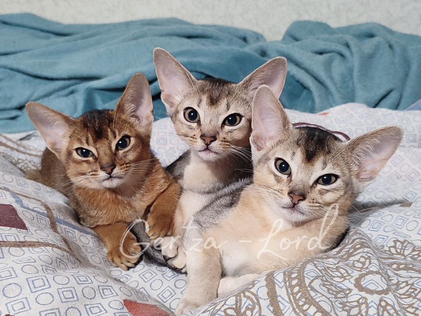 Абиссинские котята