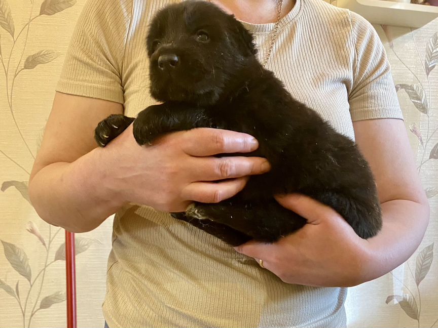 Среднеазиатская овчарка